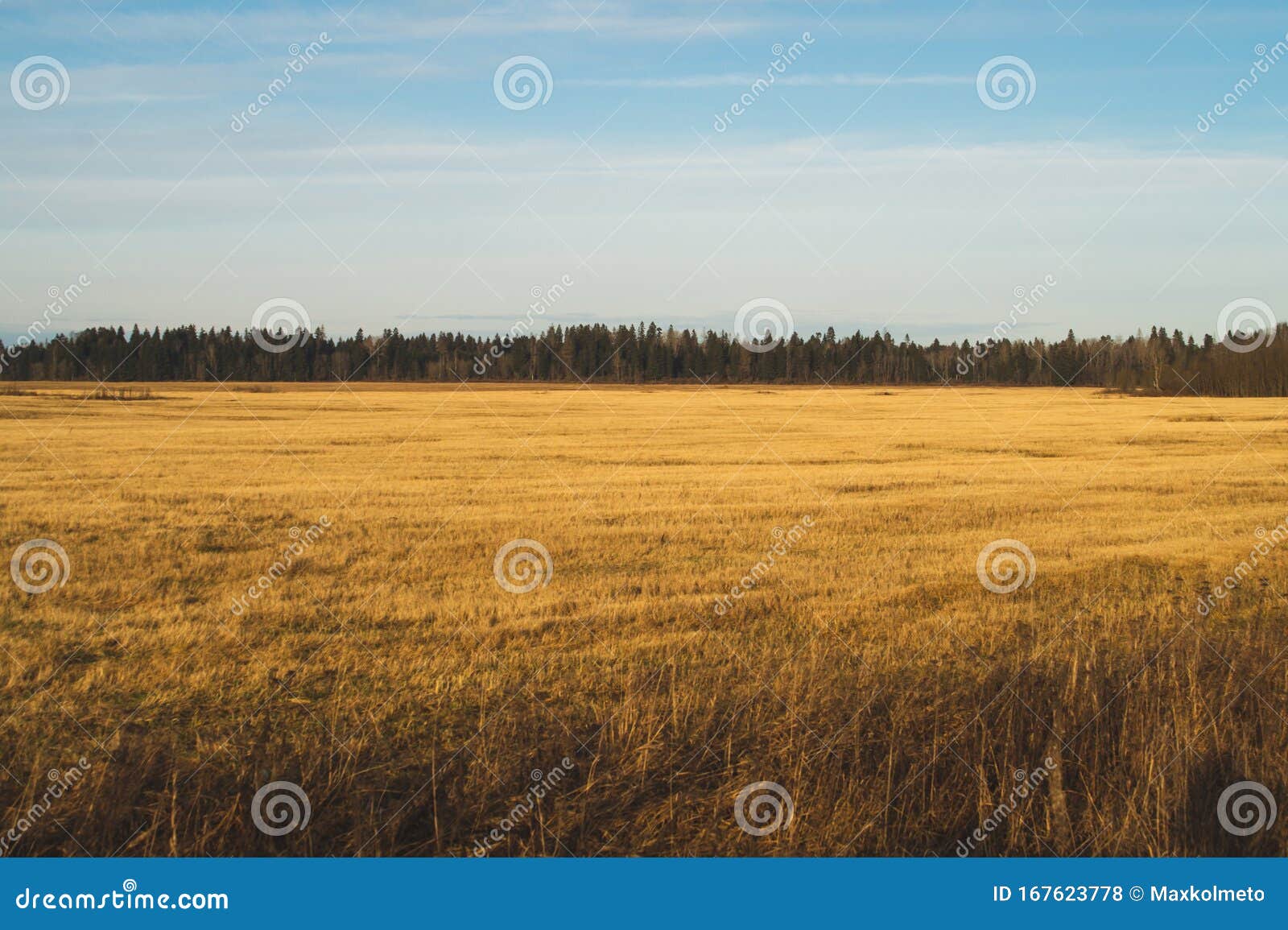 Wide Field Landscape. Meadow with Forest on the Horizon Line Stock ...