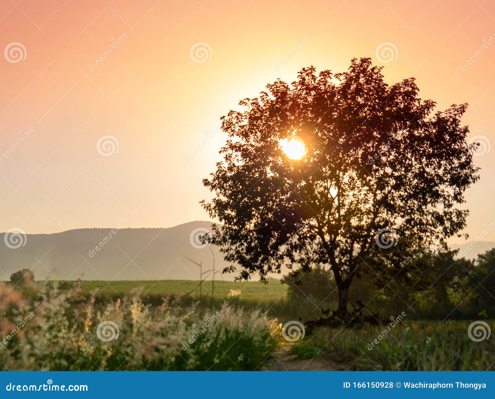 Wide Field with Mountains, Flowers, Grass, Sunset Stock Photo - Image ...