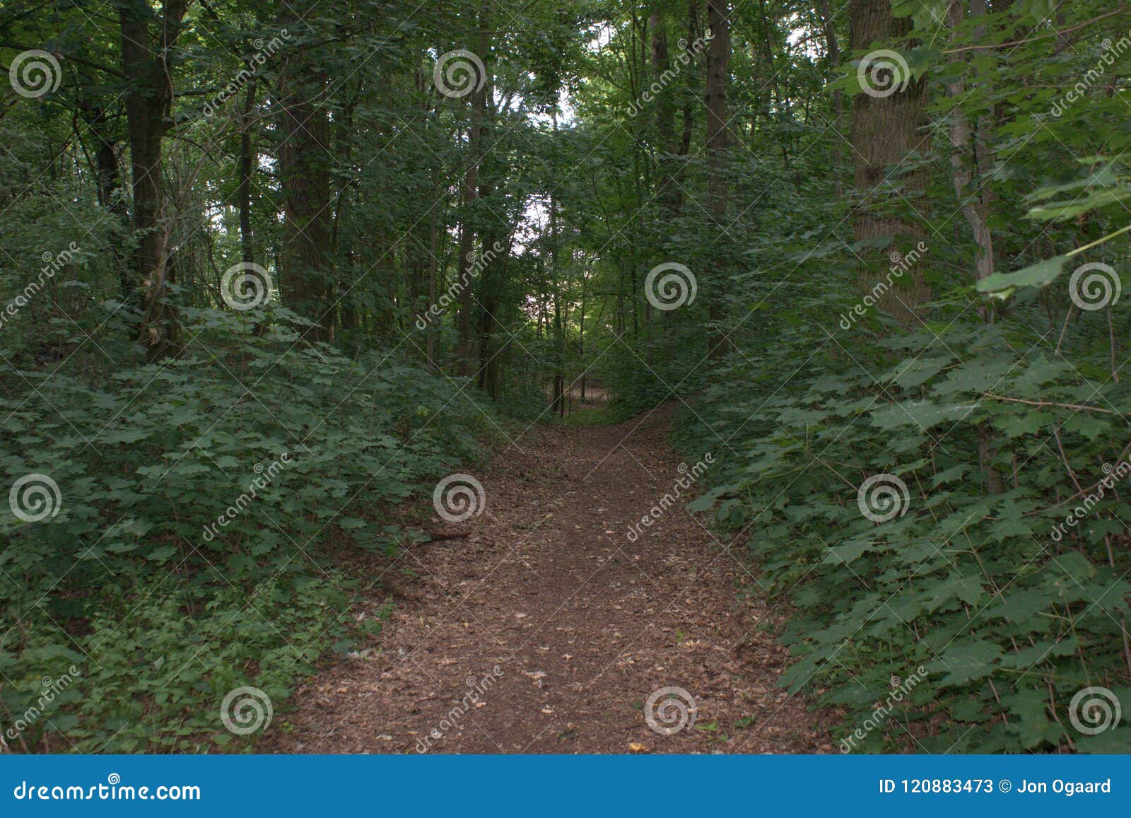 Wide Field Path, Hemmed in by Trees and Bushes, that Leads into a ...