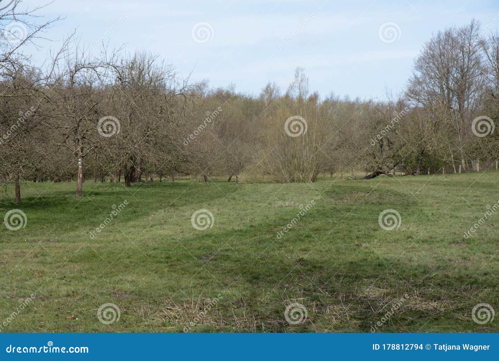 Wide Field on Which Fruit Trees Grow Stock Photo - Image of closeup ...