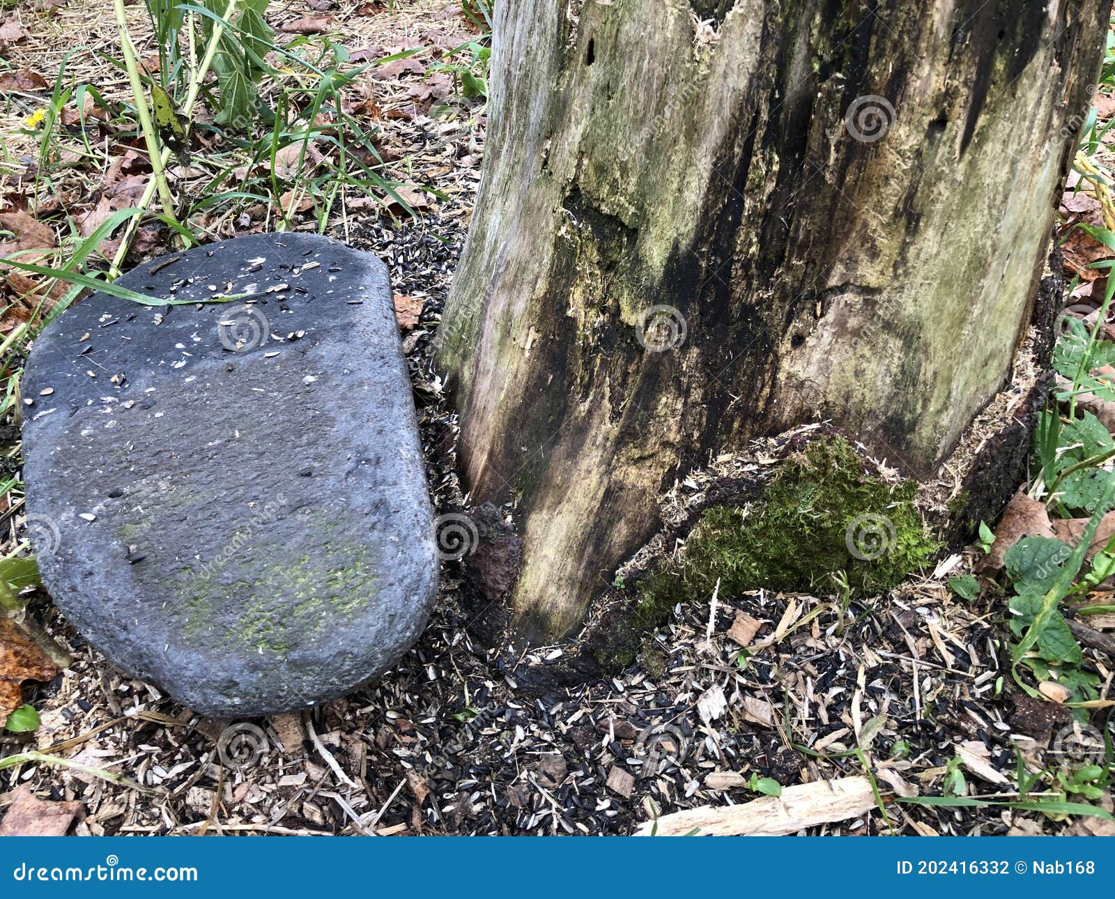 Flat Stone Next To Tree Missing Most Bark Stock Photo - Image of ...