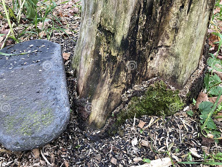 Flat Stone Next To Tree Missing Most Bark Stock Image - Image of moss ...