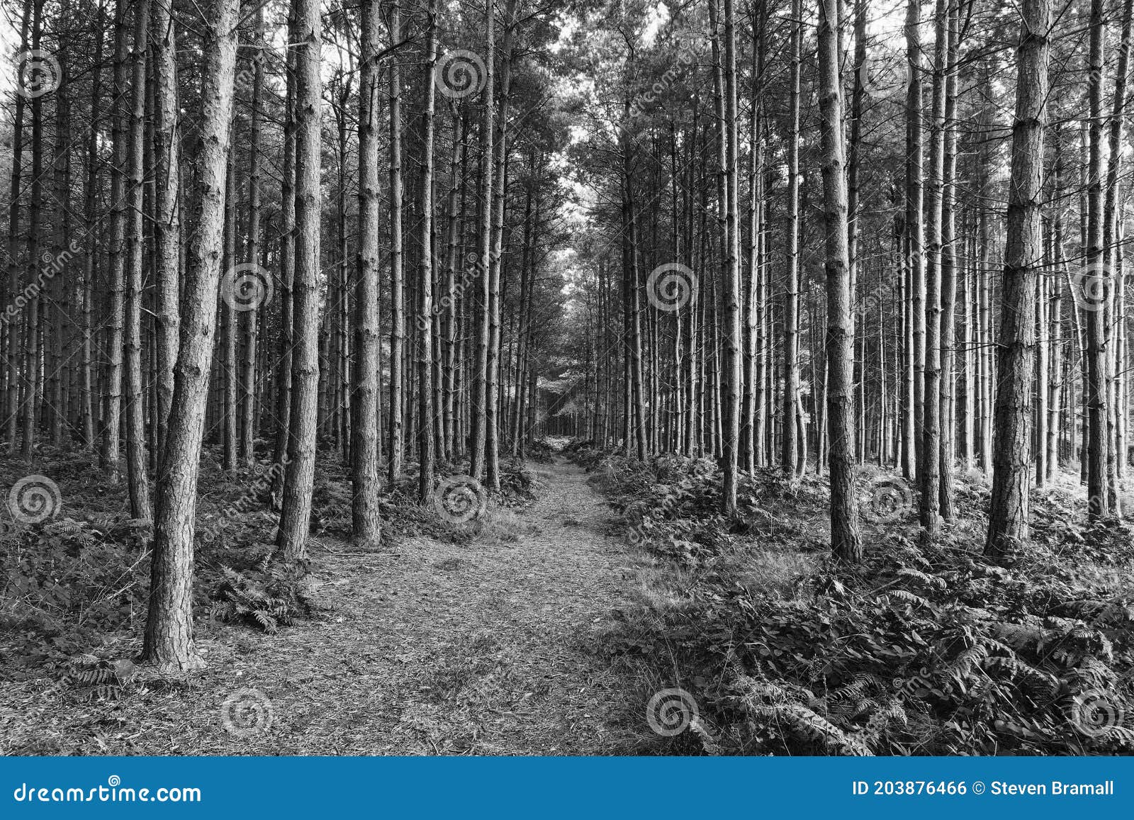 Wide Footpath through Dark Scots Pines - Black and White Image Stock ...
