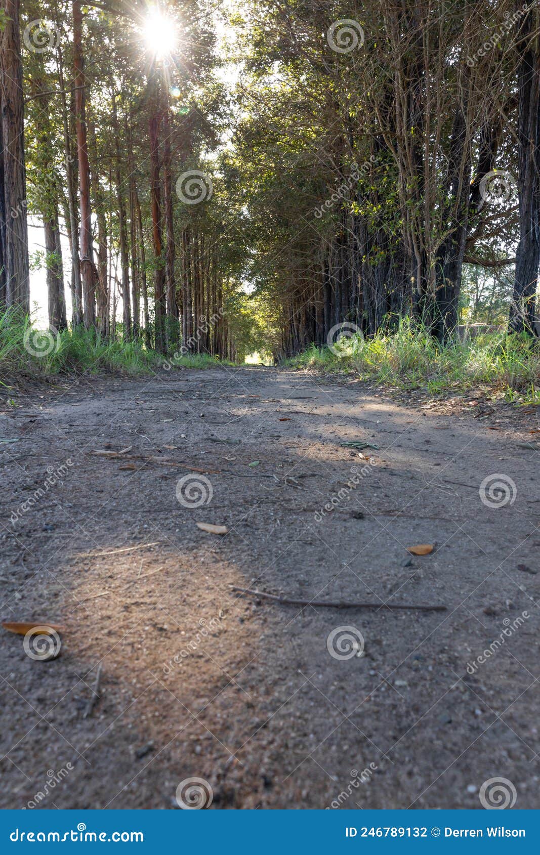 Wide Footpath with Trees and Sun Flare Stock Photo - Image of plant ...