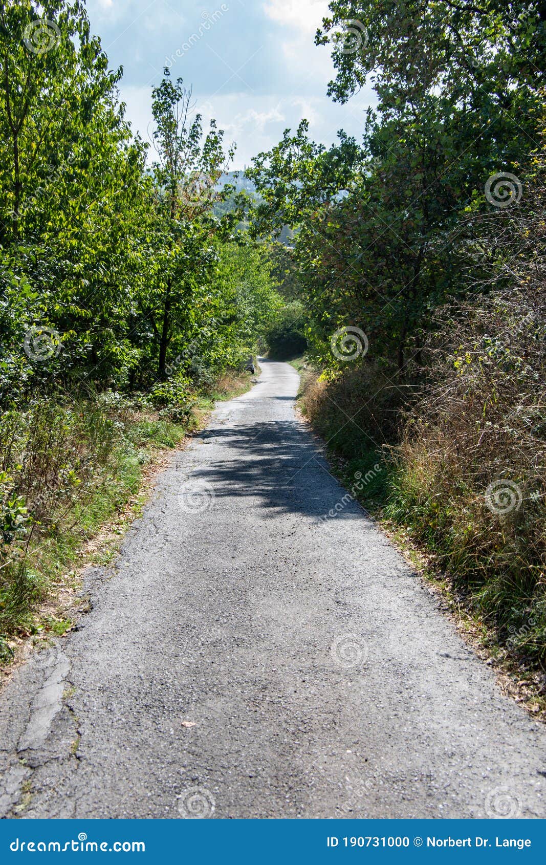 Wide Forest Path between Trees in Summer Stock Photo - Image of clouds ...