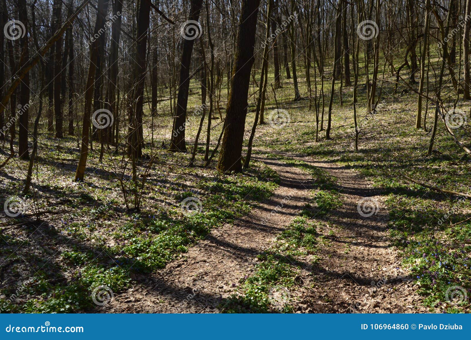 Wide forest path stock photo. Image of summer, ground - 106964860