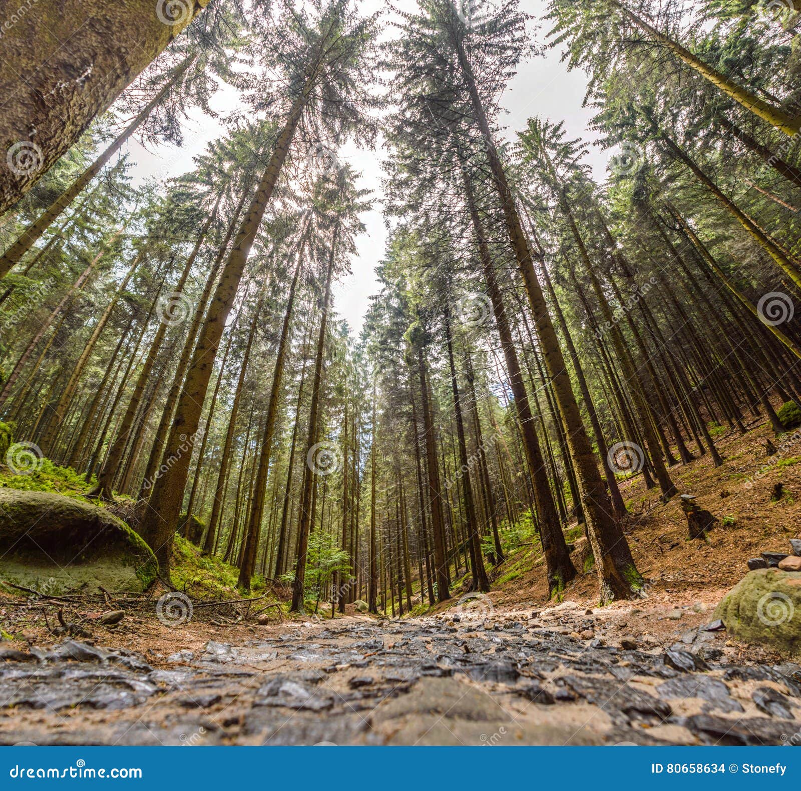 Wide Forest View of High Trees Stock Photo - Image of asia, flora: 80658634