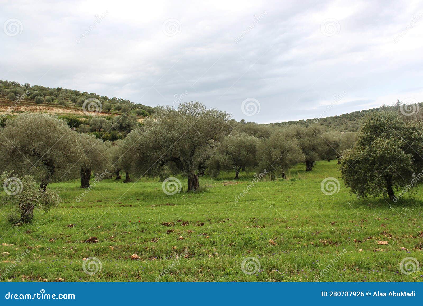 Olive fields stock photo. Image of landscape, tree, beauty - 280787926