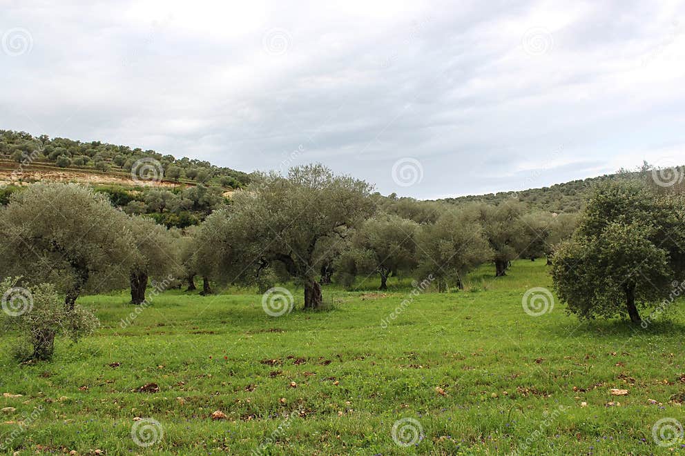 Olive fields stock photo. Image of landscape, tree, beauty - 280787926