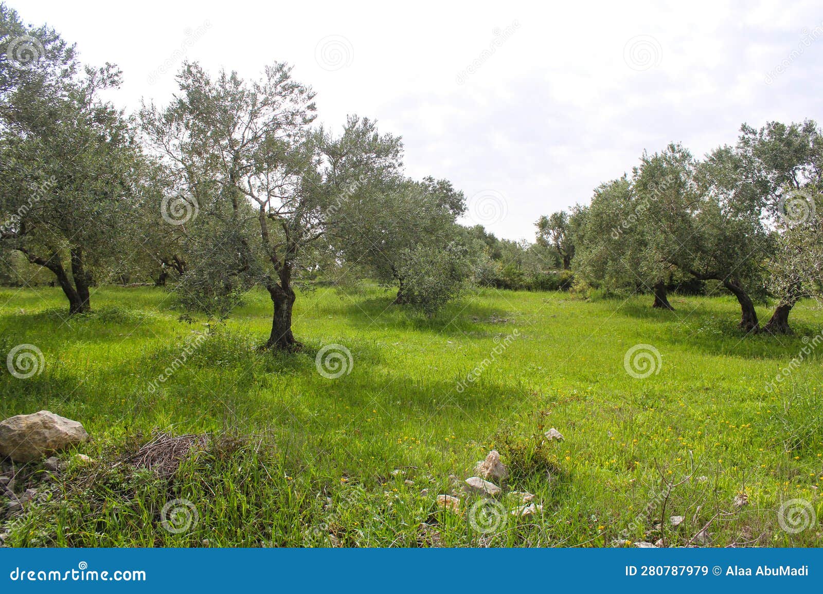Olive fields stock image. Image of national, healthy - 280787979