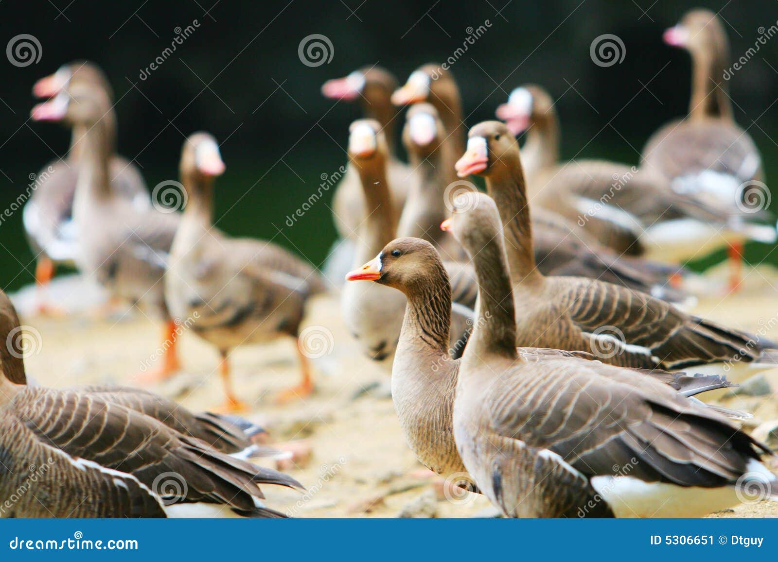 Wide goose 2 stock image. Image of natural, gooseneck - 5306651