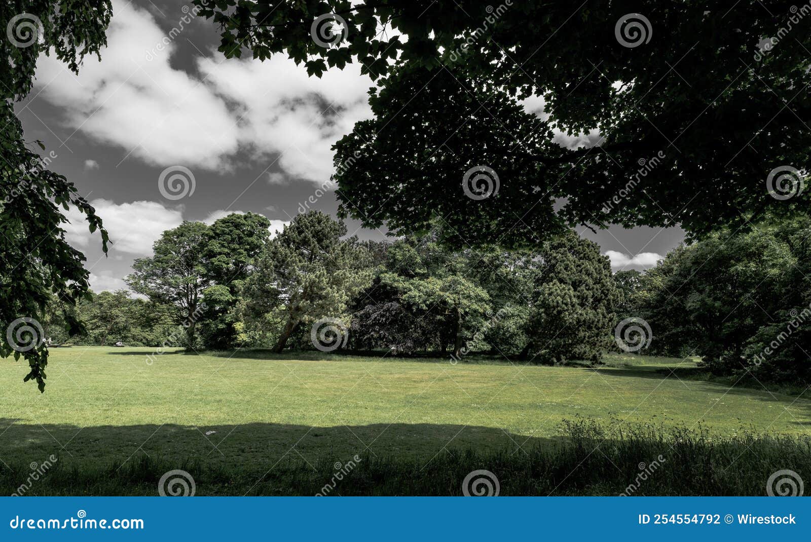 Wide Grassy Park Surrounded by Trees Stock Photo - Image of outdoor ...