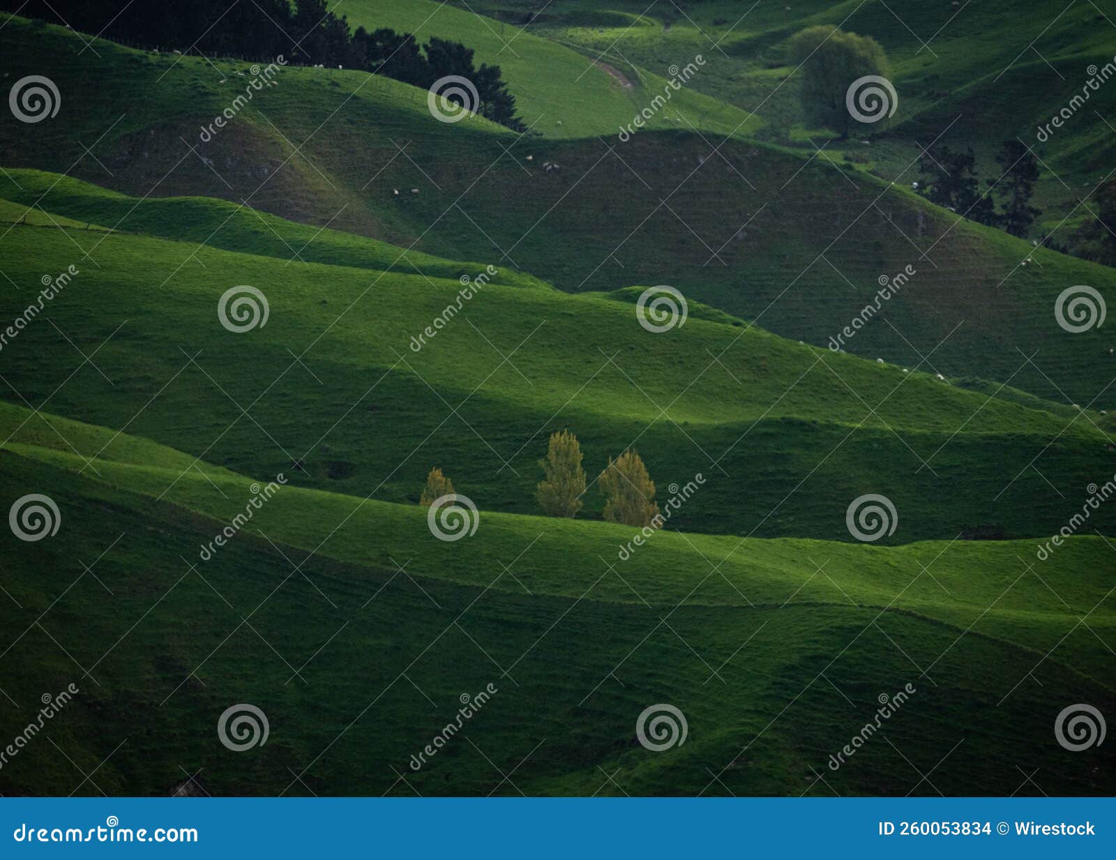 Wide Green Field and Trees in the Mountain Stock Photo - Image of ...
