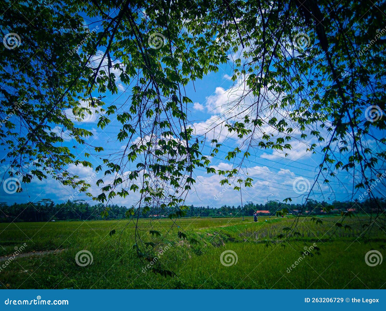 Wide Green Fields that are Visible from Under the Shade of Trees Stock ...