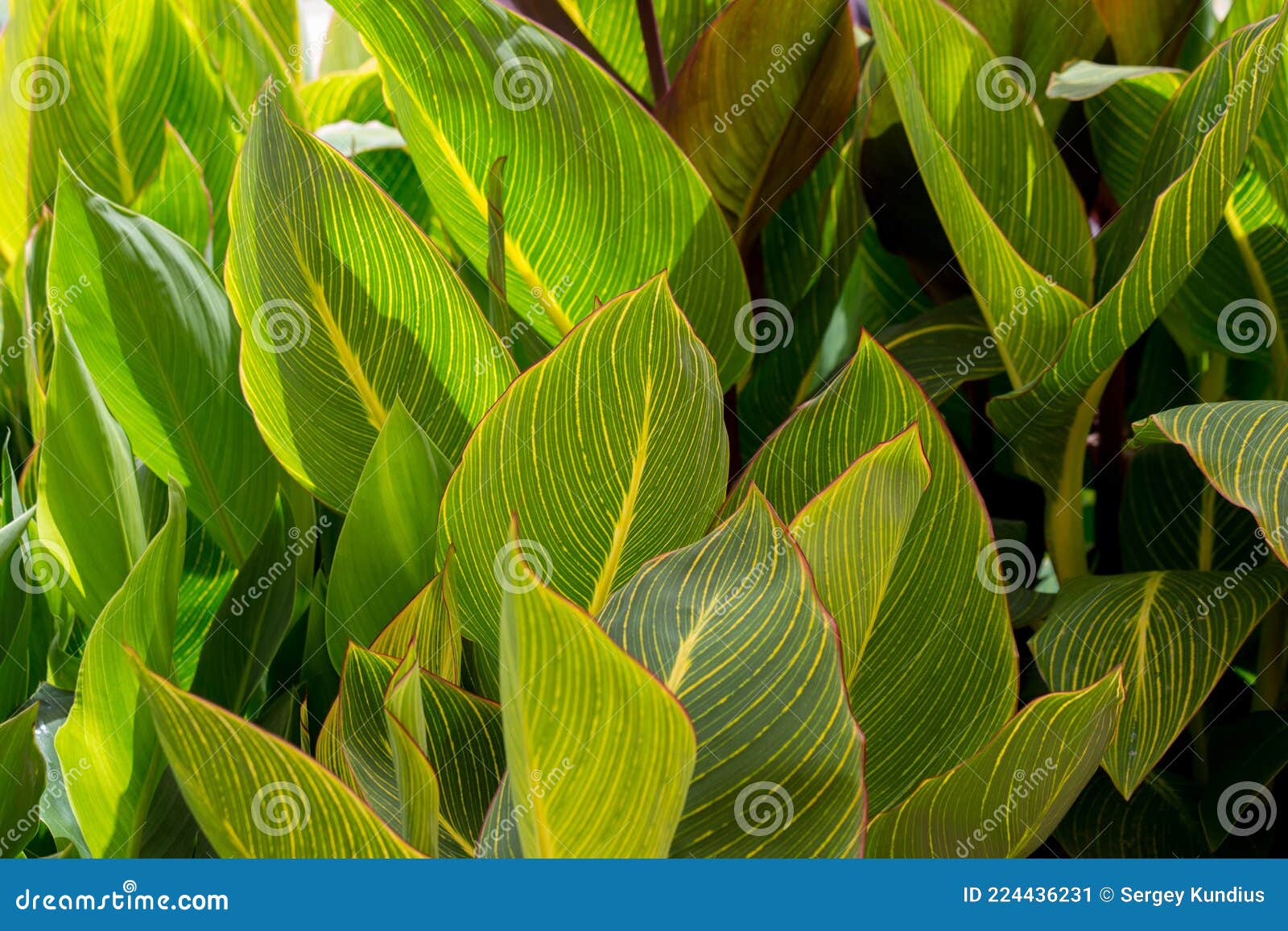 Wide Green Leaves Like a Backdrop Background or Wallpaper Stock Image ...