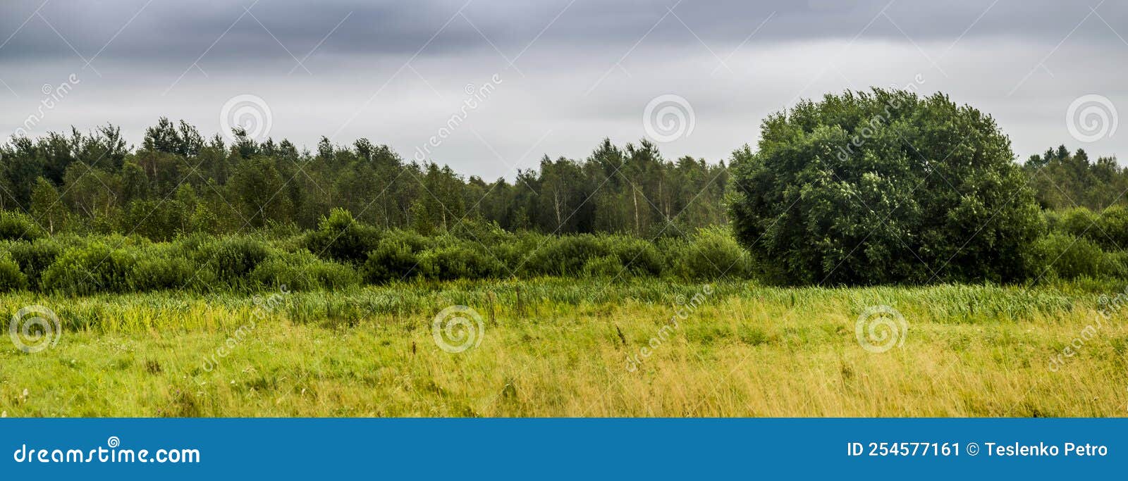 A Wide Green Marshland Near the Forest Stock Image - Image of outside ...