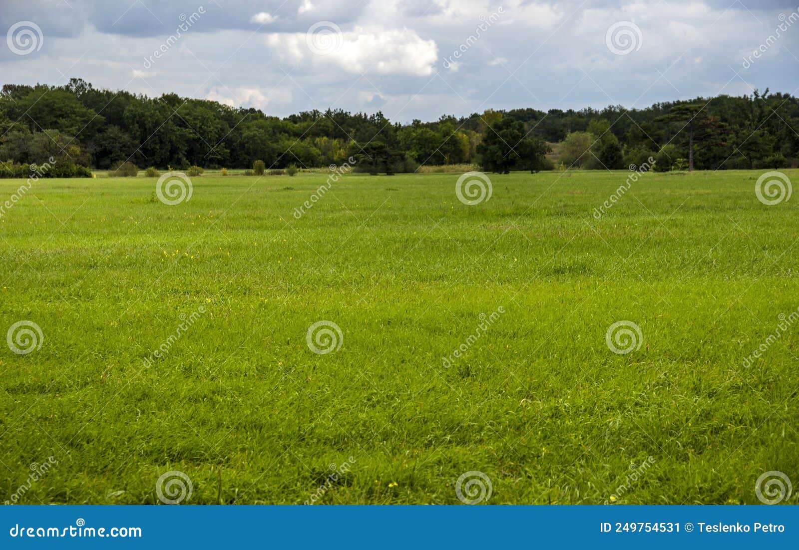 A wide green meadow stock image. Image of growth, clouds - 249754531