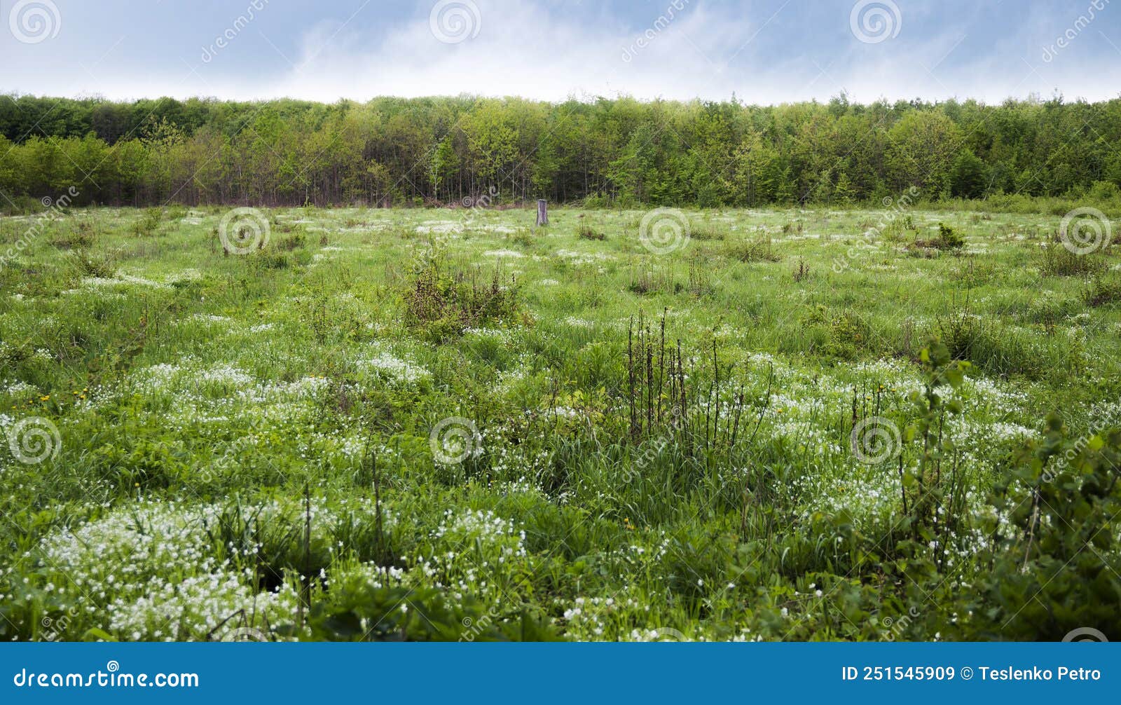 A wide green meadow stock image. Image of bright, green - 251545909