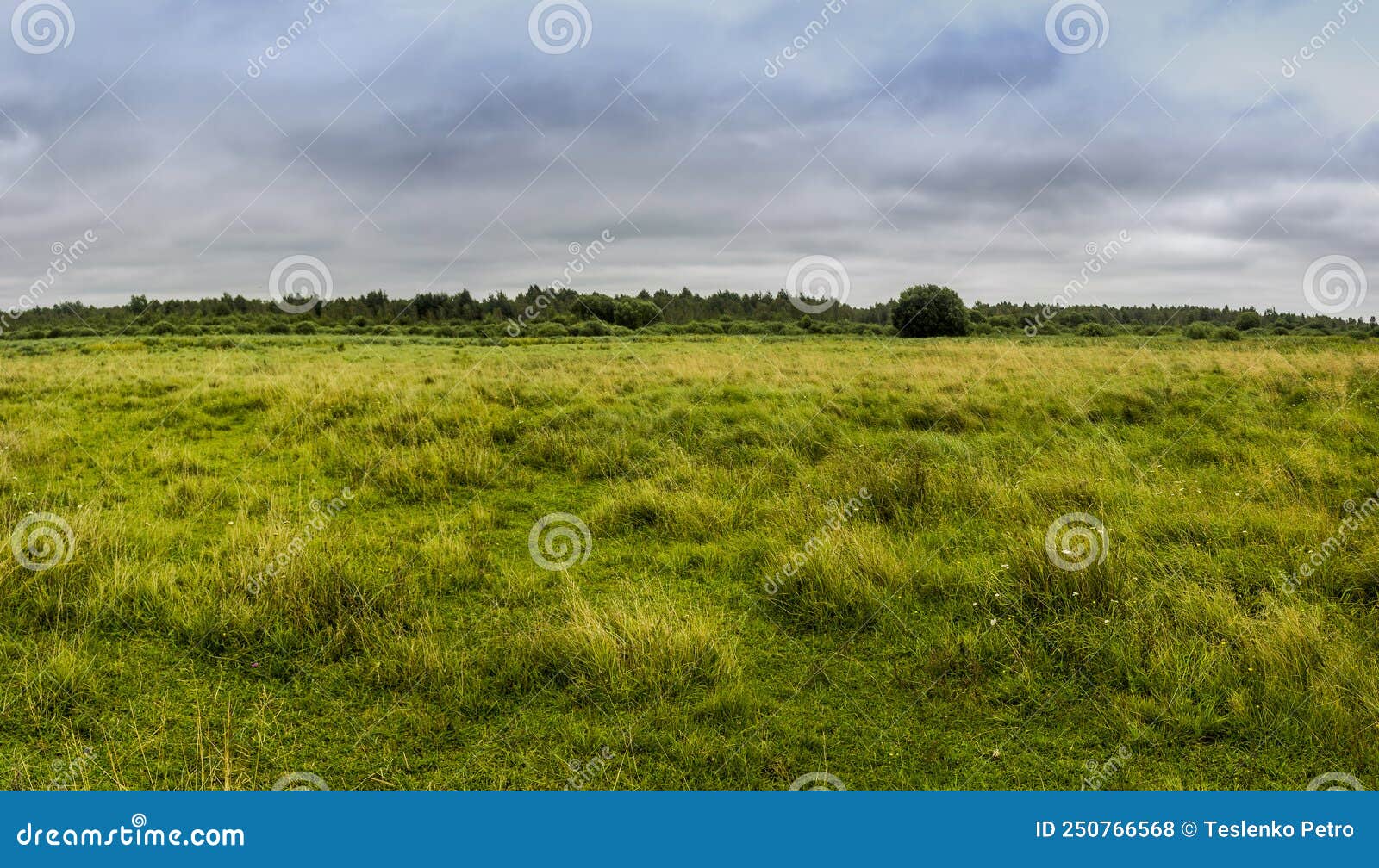 A wide green meadow stock photo. Image of grassland - 250766568