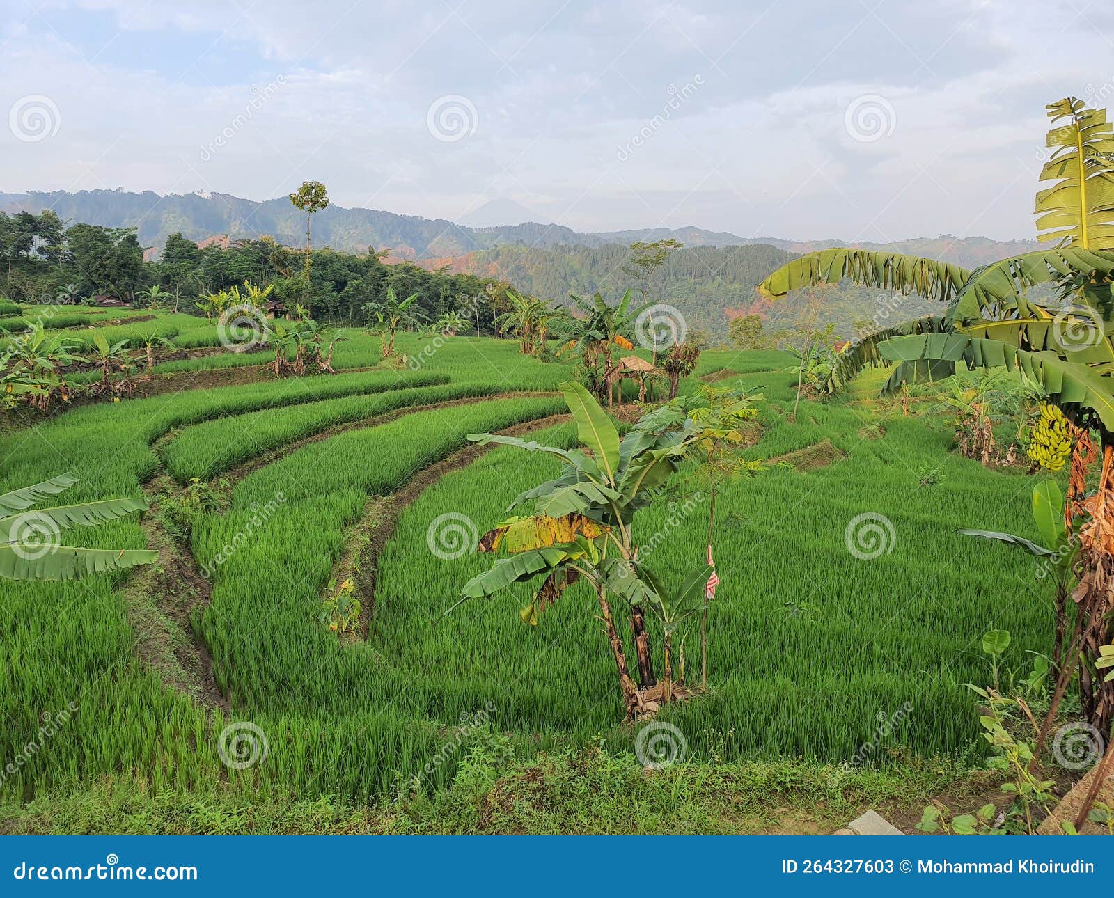 Wide Green Rice Fields in the Mountain Stock Image - Image of fields ...