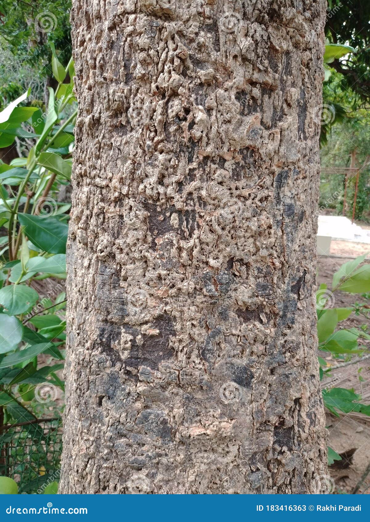 Wide High Quality Tree Trunk Stock Image - Image of high, wide: 183416363