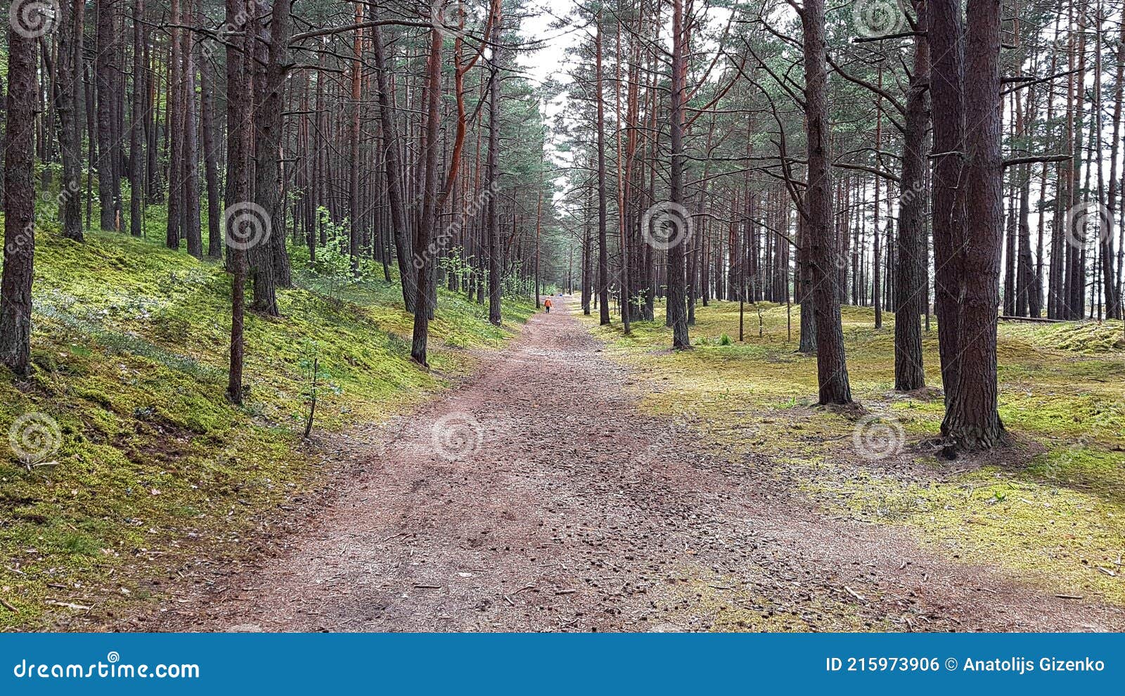 Wide Hiking Trail among Tall Pine Trees in the First Days of Spring ...