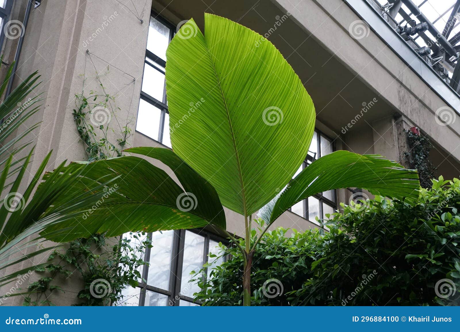 The Wide and Large Green Leaves of Seychelles Stilt Palm Stock ...