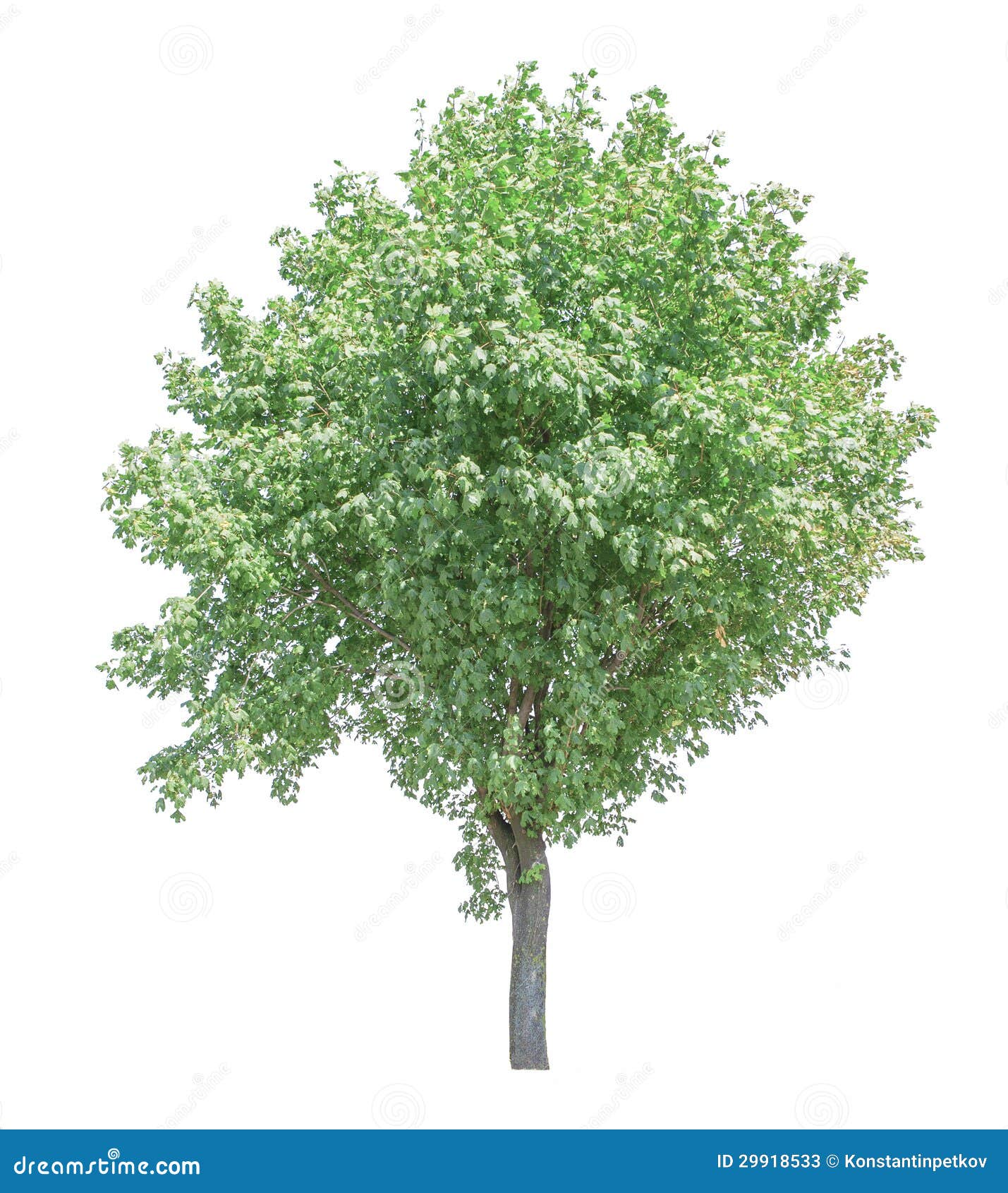 Wide leaf green tree stock image. Image of raise, beauty - 29918533
