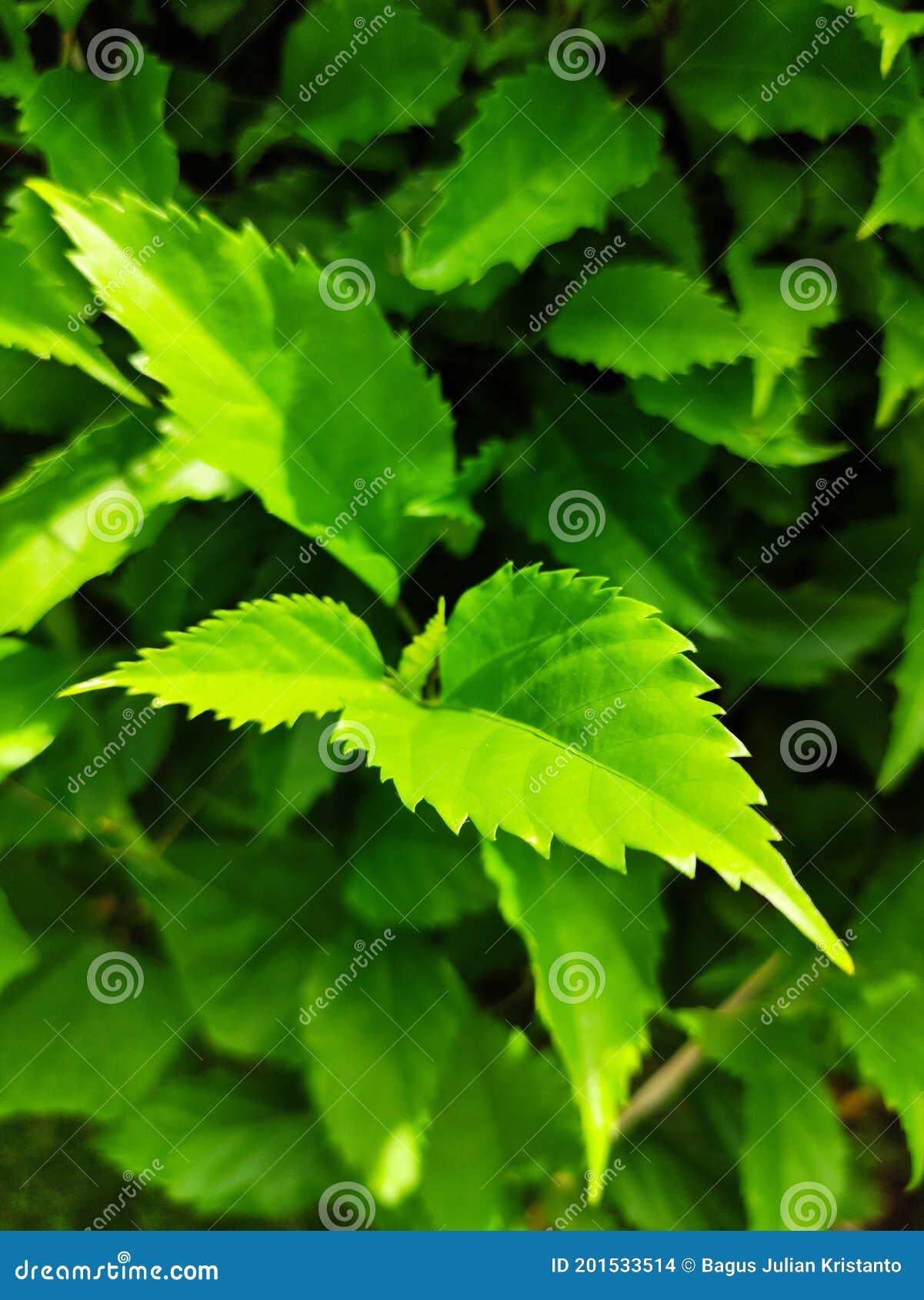 Wide Leaf Taken with Macro Camera on Android Phone Stock Photo - Image ...