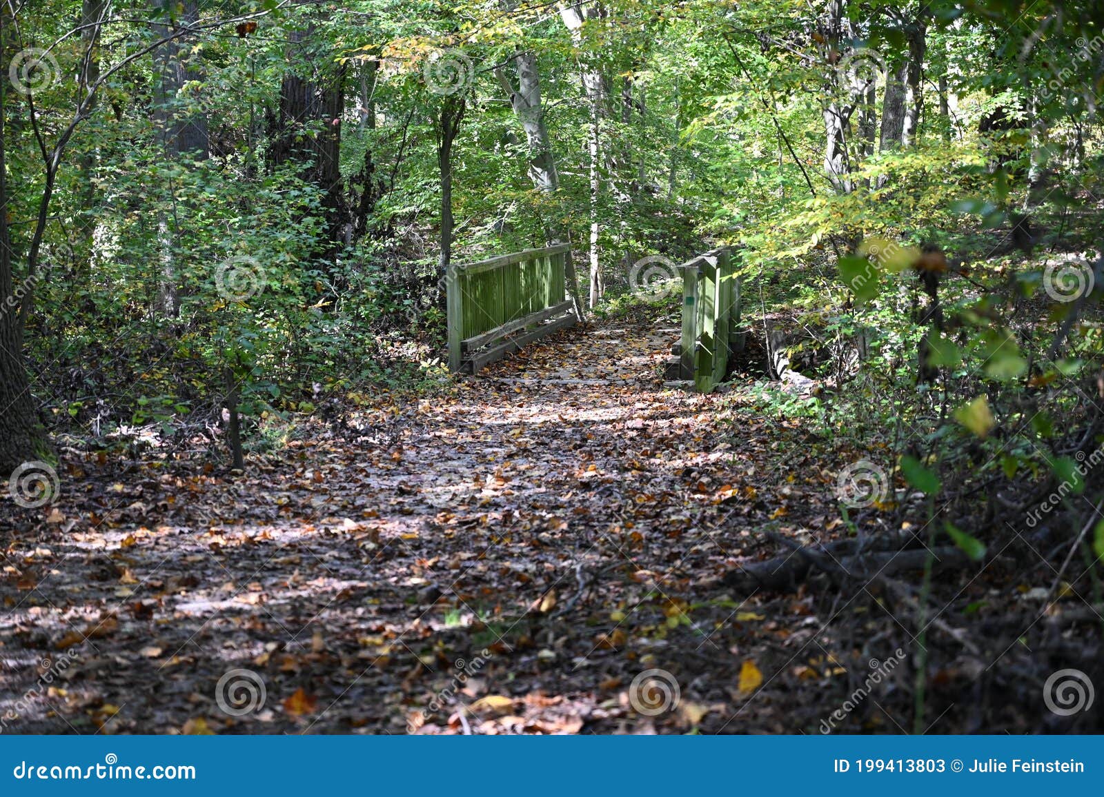Wide Leafy Path in the Woods Stock Image - Image of wide, leaves: 199413803