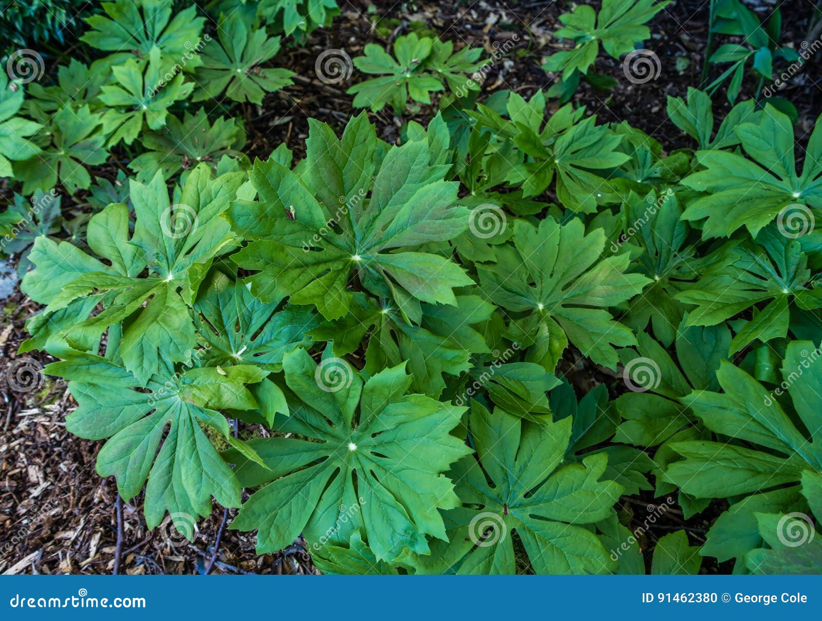 Wide Leaves Background stock photo. Image of macro, leaves - 91462380