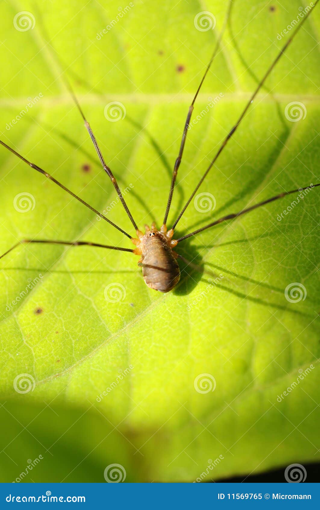 Wide-legs Spider - Pholcus-phalangioides. Stock Image - Image of wide ...