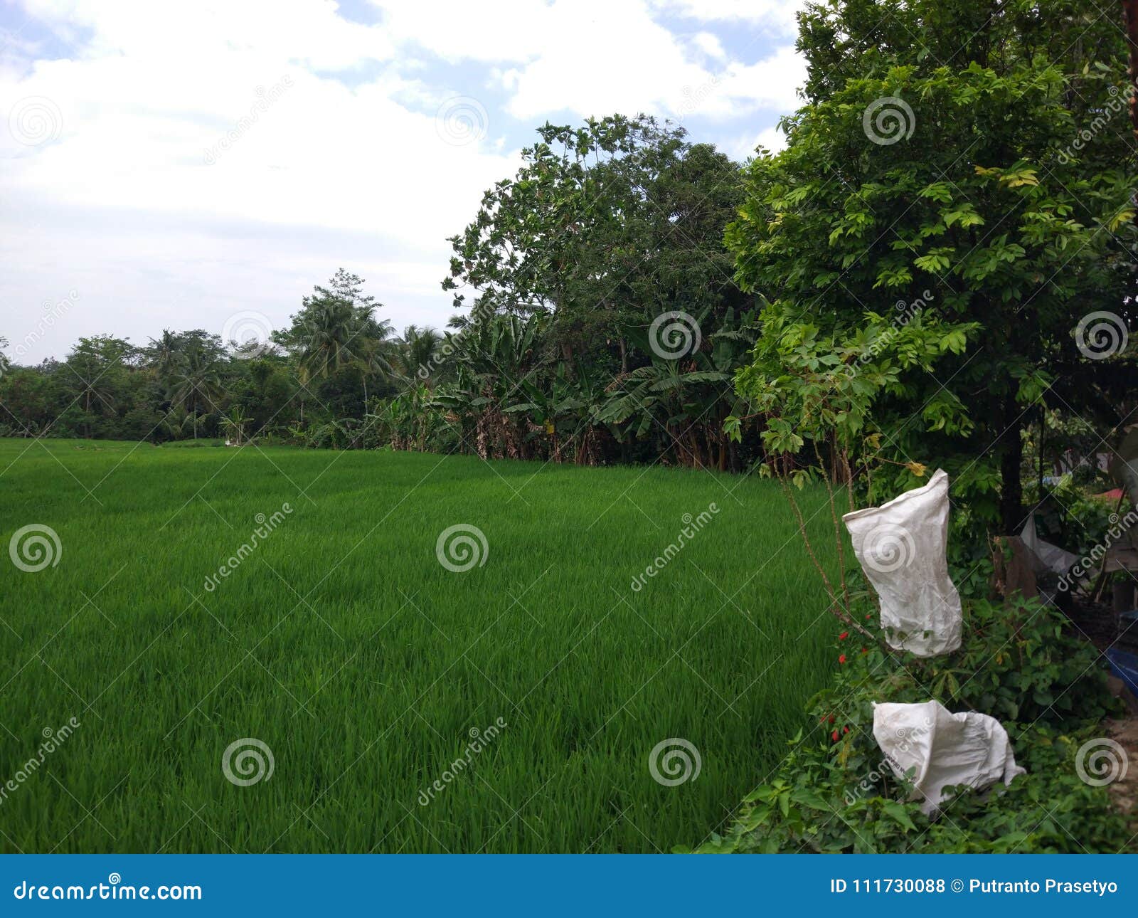 Field stock photo. Image of light, field, sunlight, green - 111730088