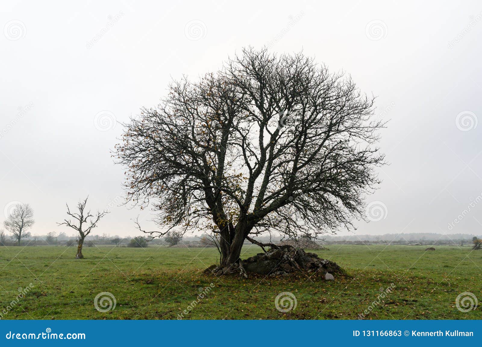 Wide Lone Tree by Fall Season Stock Image - Image of fields, autumn ...
