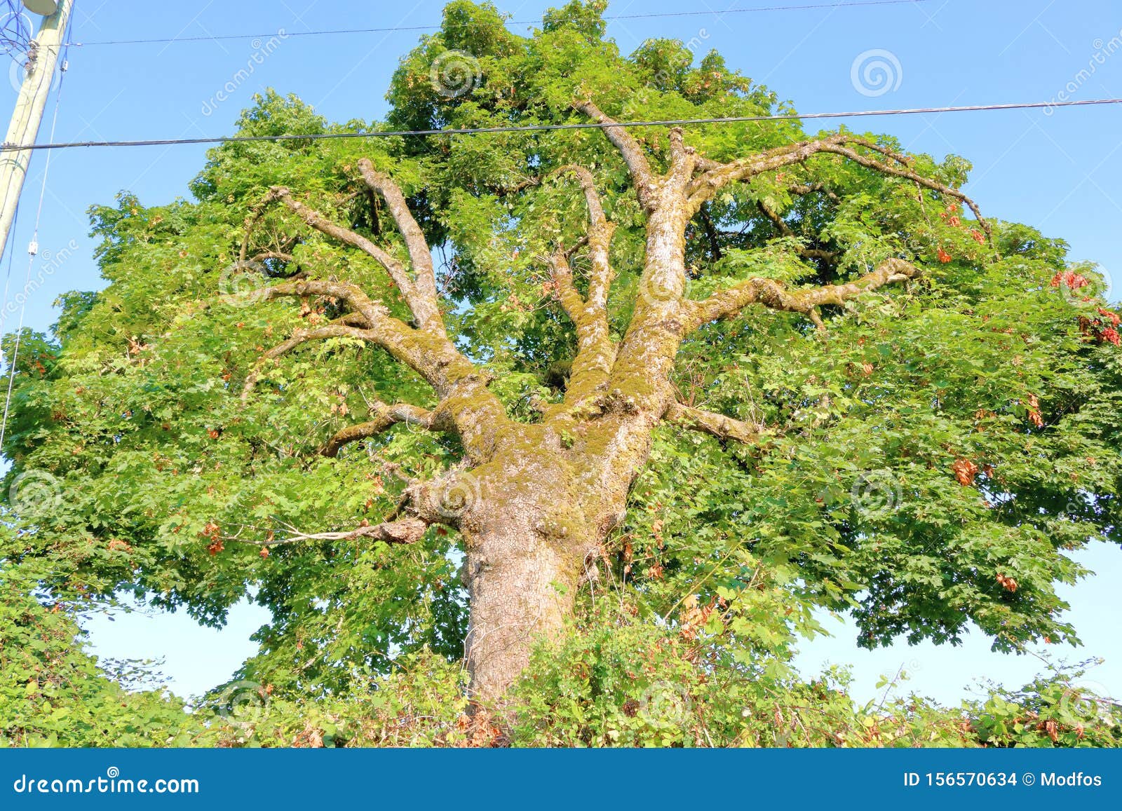 Example of Poor Tree Pruning Stock Photo - Image of fault, cutting ...
