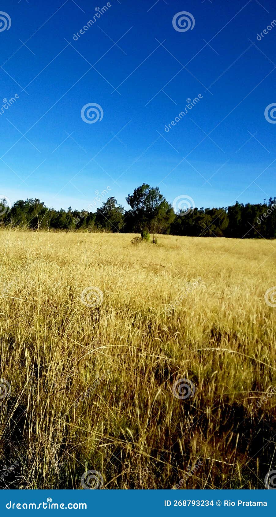 A Wide Meadow, Complete with Sparkling Blue Sky Stock Photo - Image of ...