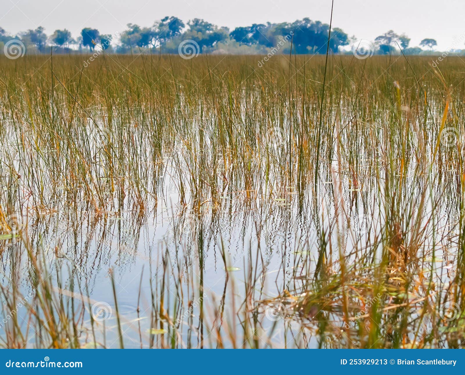 Wide Okavango Delta swamp stock image. Image of dense - 253929213