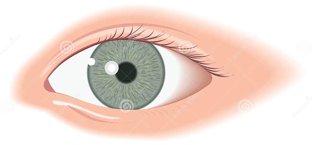 Wide open eye stock vector. Illustration of wide, lashes - 10115603