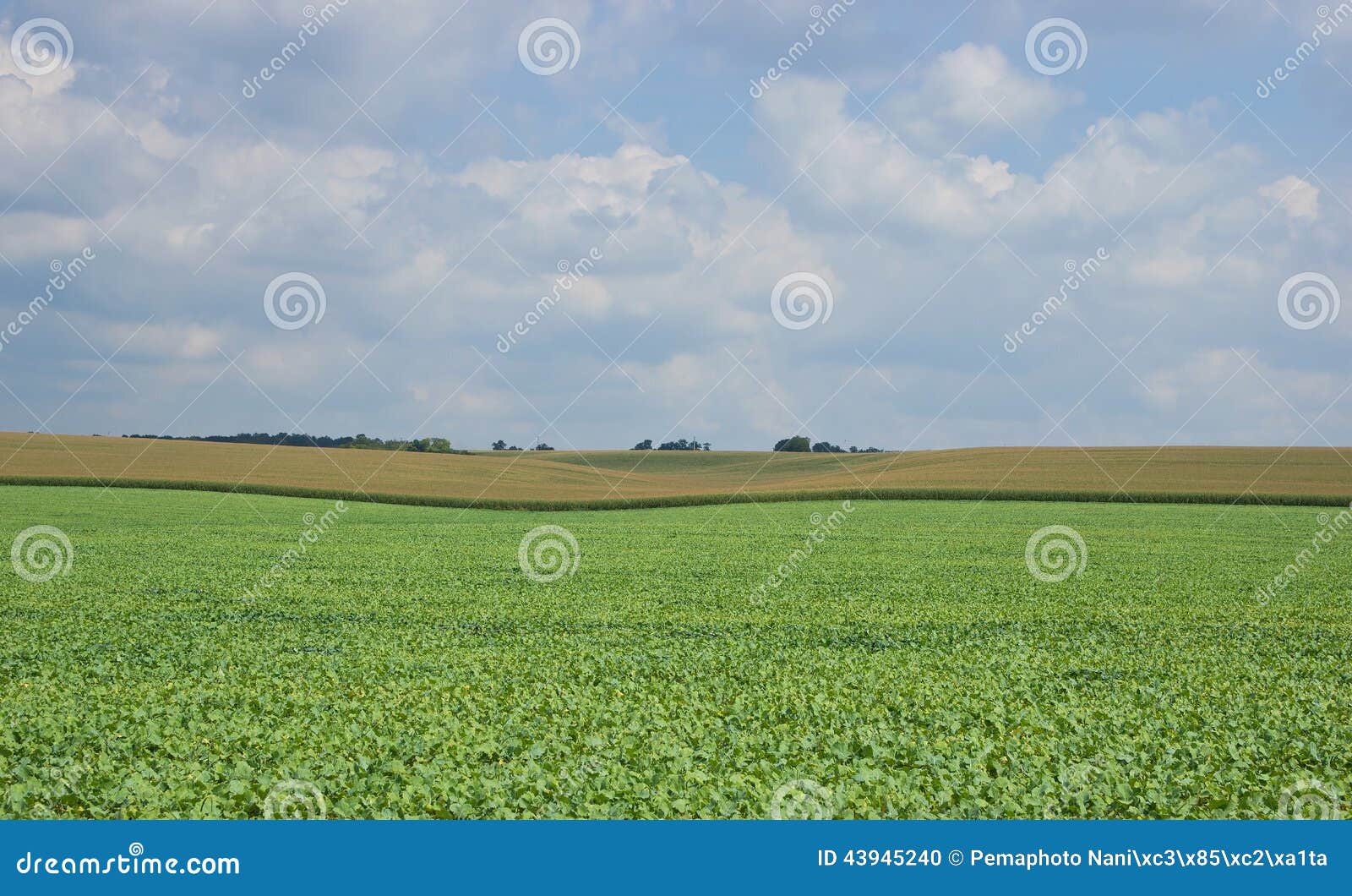 Wide Open Field stock photo. Image of cropfield, panoramatic - 43945240