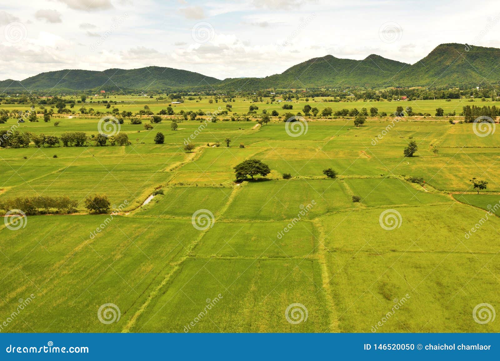 Wide open fields stock photo. Image of yard, rice, green - 146520050