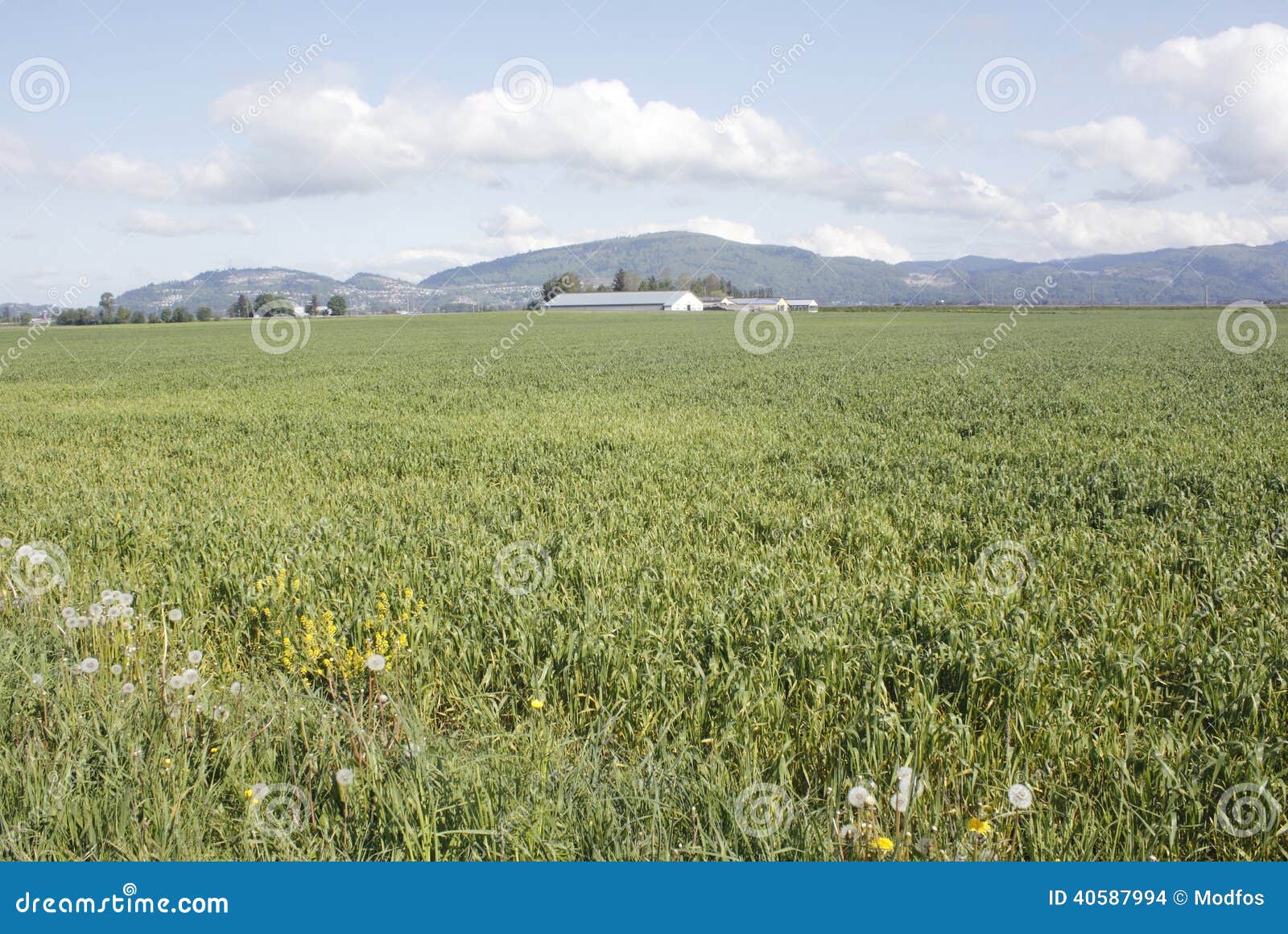 Wide Open Plain stock photo. Image of summer, farm, season - 40587994