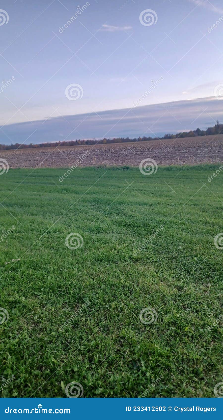 Wide Open Spaces stock photo. Image of shrub, wall, branch - 233412502
