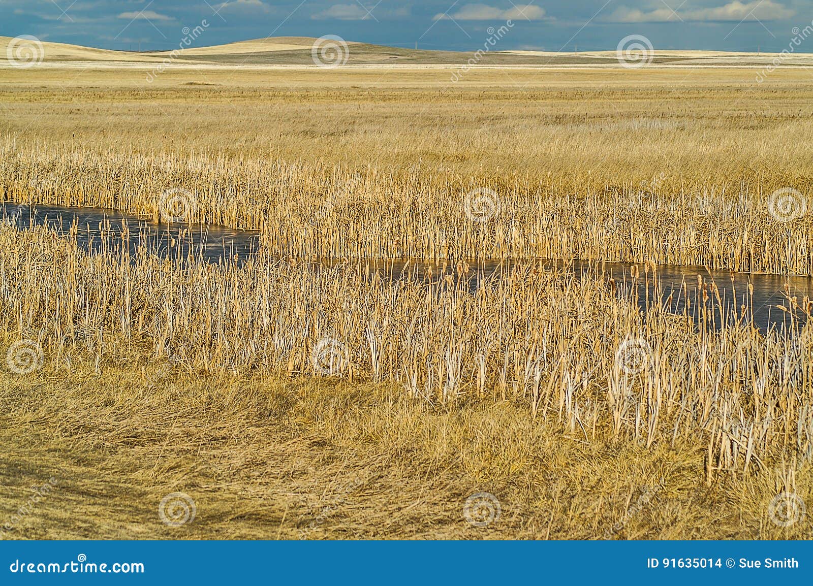 Wide Open Spaces stock photo. Image of amber, rural, grain - 91635014