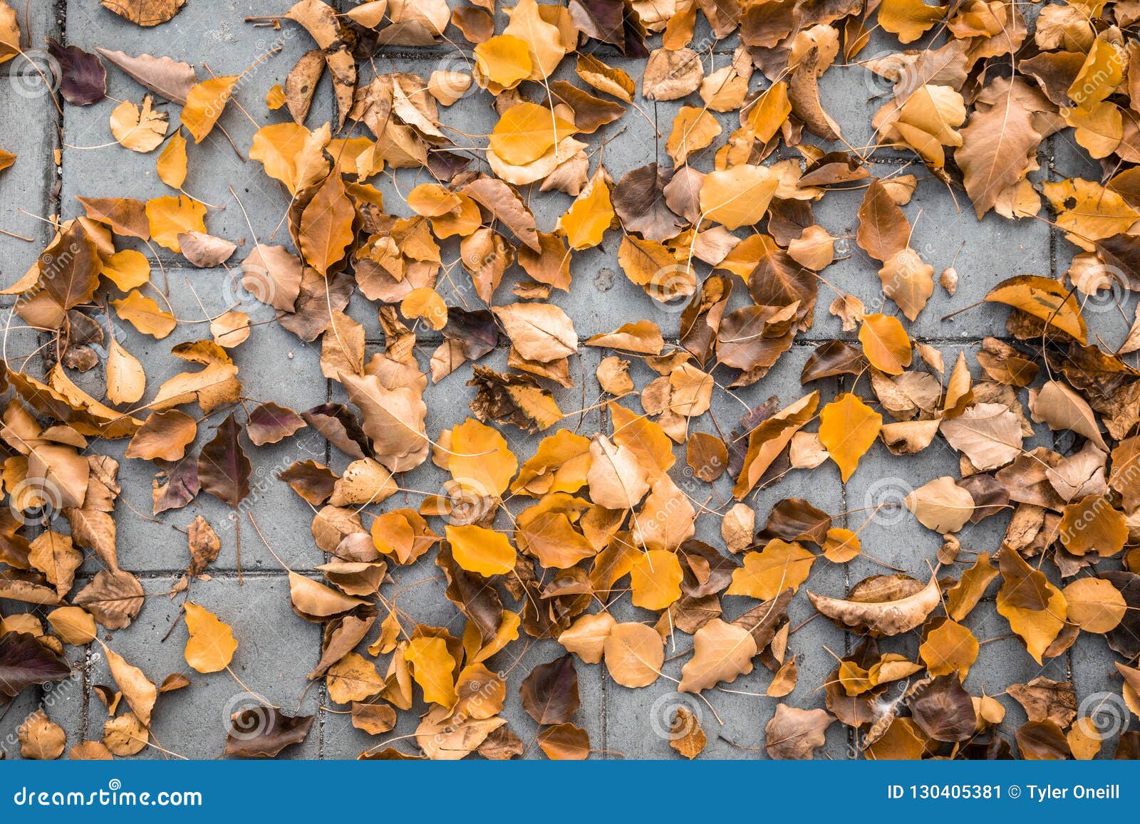 Fall Leaves on Sidewalk Background Top View Texture Stock Image - Image ...
