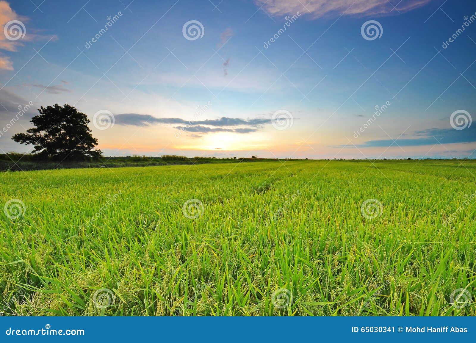 Wide Paddy Field at Sunset with Blue Sky at Perak Malaysia Stock Image ...