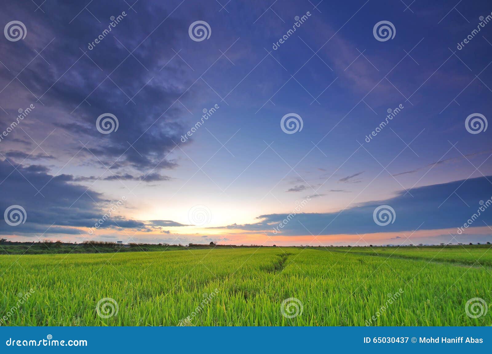 Wide Paddy Field at Sunset with Blue Sky at Perak Malaysia Stock Image ...