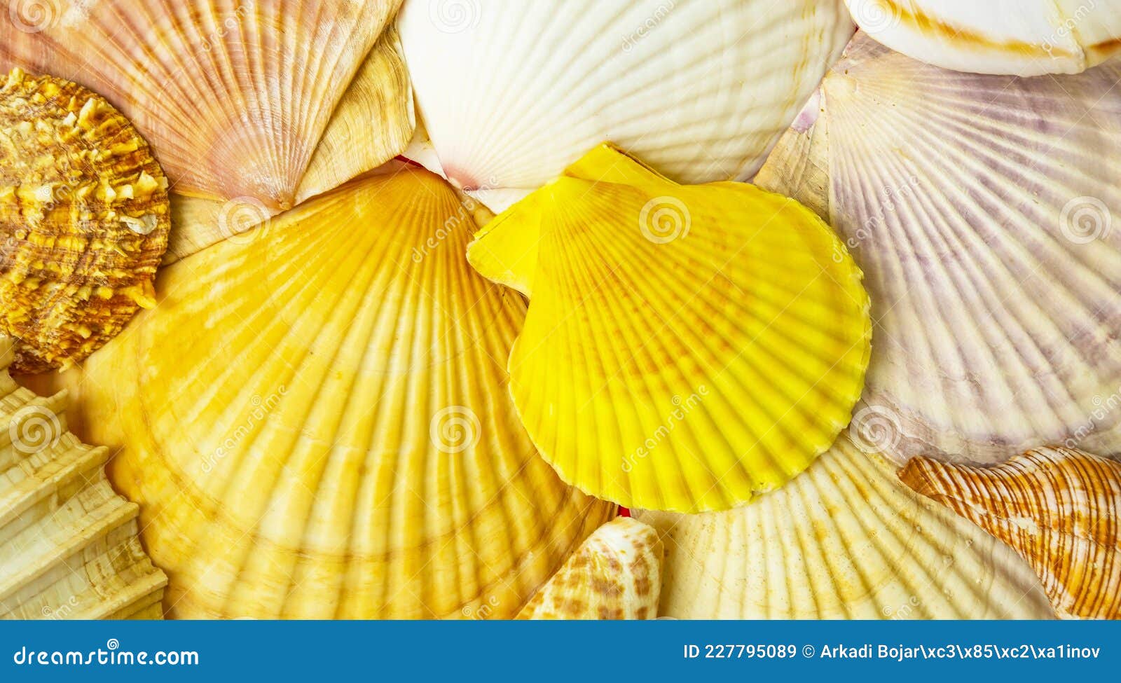 Sea shells natural texture stock image. Image of pile - 227795089