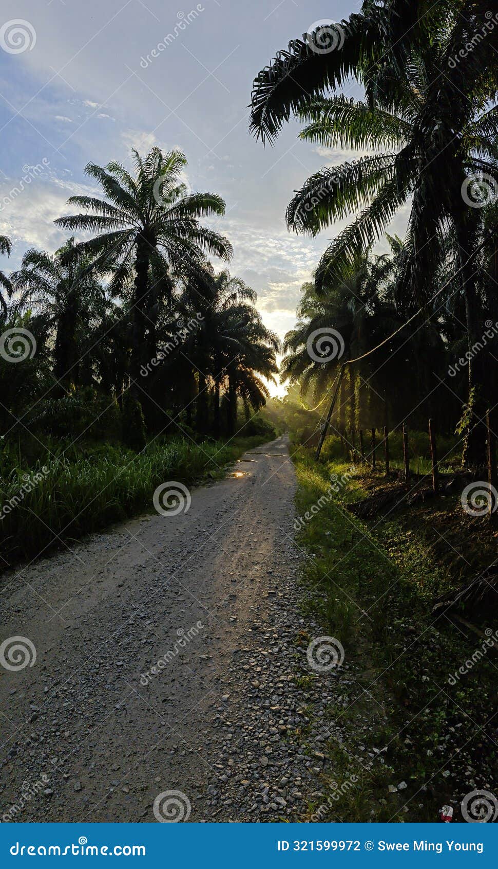 Wide Panoramic Landscape Scene of the Rural Pathway into the Plantation ...