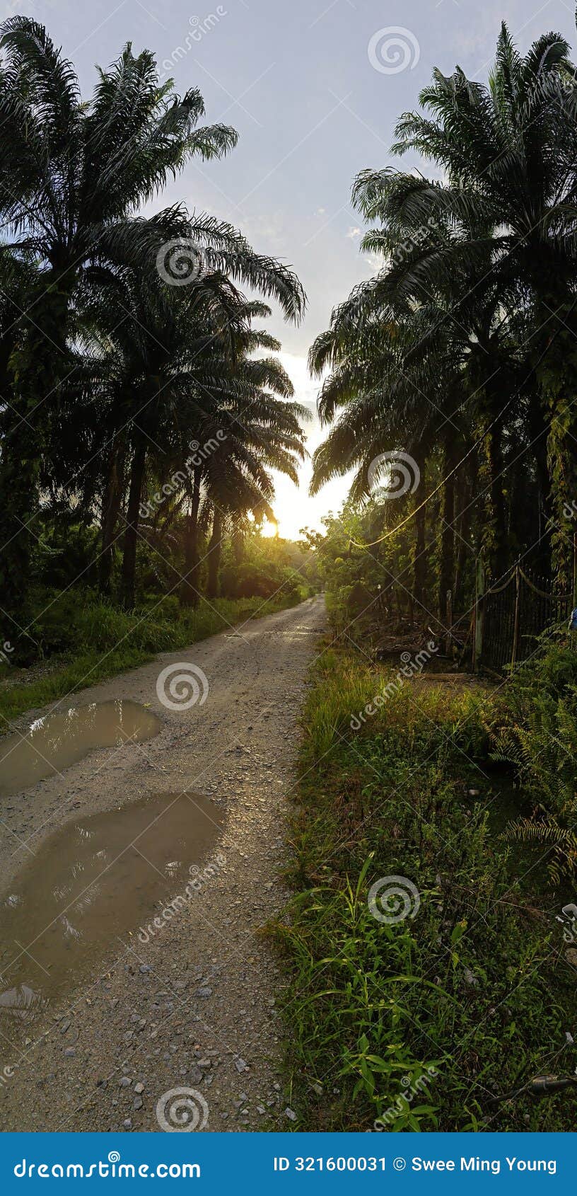 Wide Panoramic Landscape Scene of the Rural Pathway into the Plantation ...