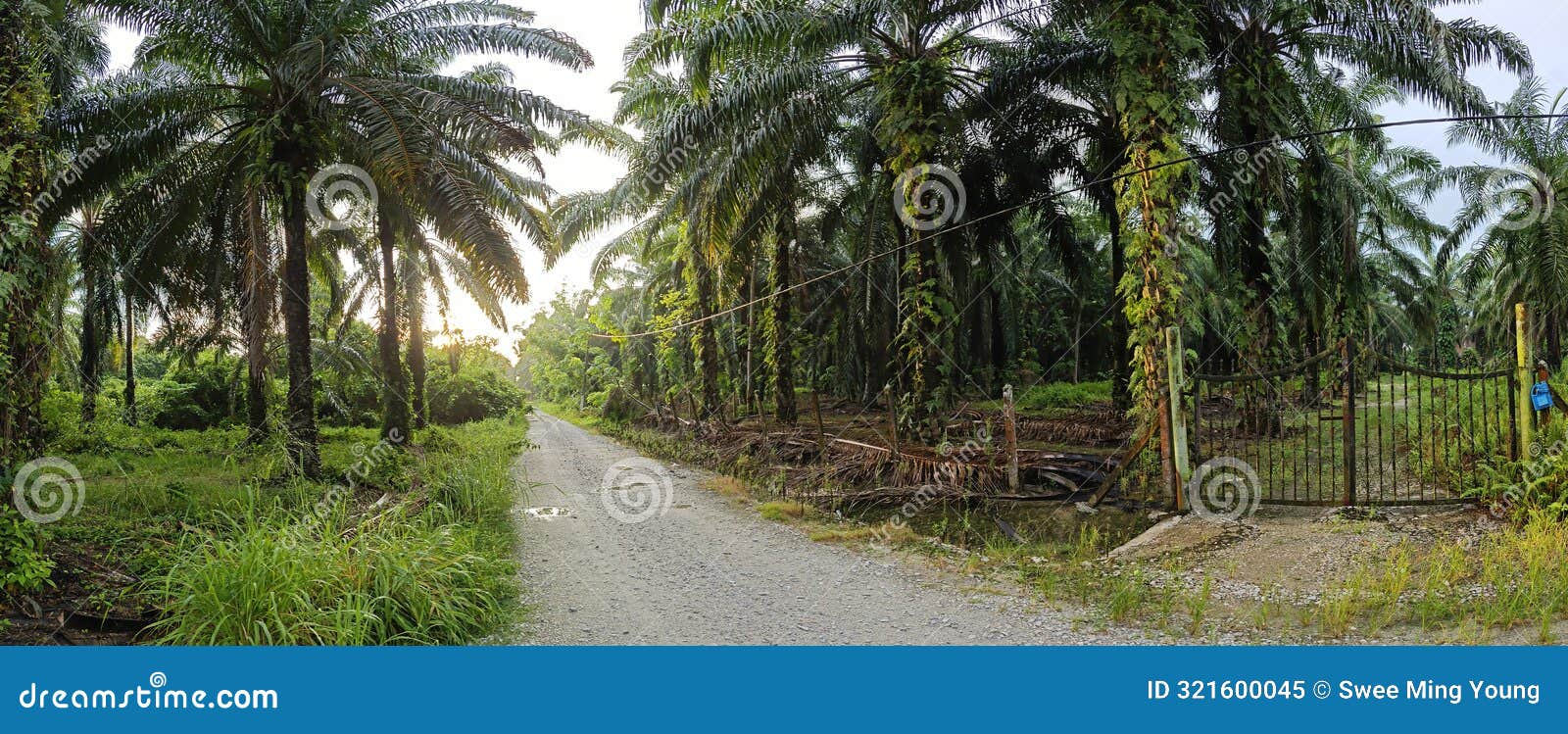Wide Panoramic Landscape Scene of the Rural Pathway into the Plantation ...